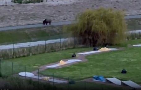 Ile psów widzisz na obrazku Odpowiedź zdradzi jaki jest Twój mentalny