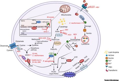 When Ferroptosis Meets Pathogenic Infections Trends In Microbiology