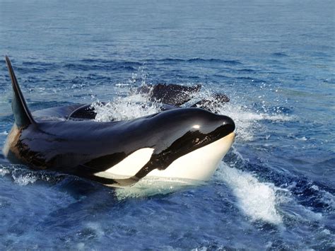 Orca