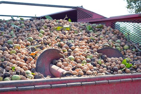 Walnut Hulling And Drying — Capay Farms