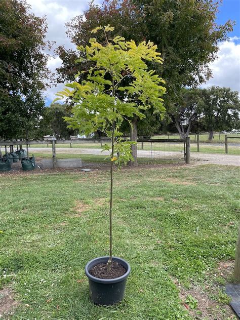 Sunburst Honey Locust — Urban Tree Growers