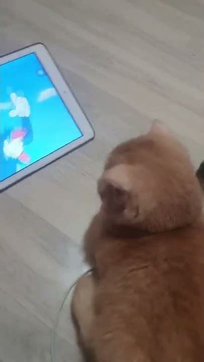 톰과제리 보는고양이 Youtube