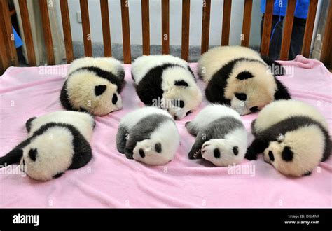 Pandas Recien Nacidos