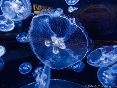 Jellies Experience At The Monterey Bay Aquarium