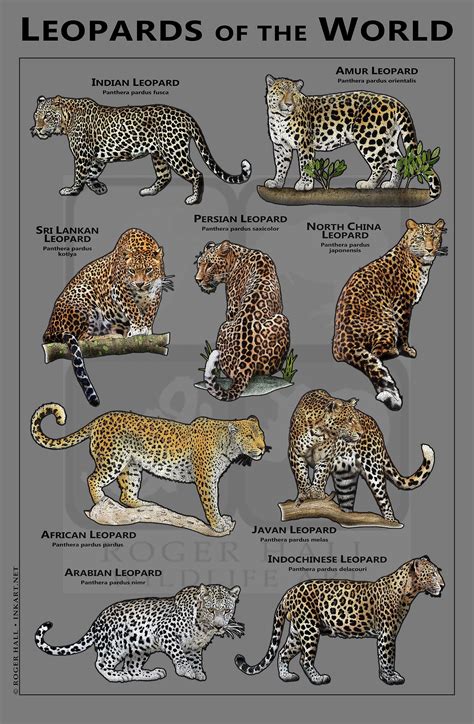 Leopards Of The World Poster Field Guide Digital Prints Etsy In