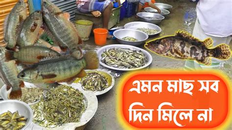 দেশি মাছ জীবন্ত মাছ Fish Video Youtube