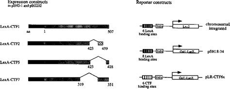 Schematic Representation Of The Expression And Reporter Constructs Used