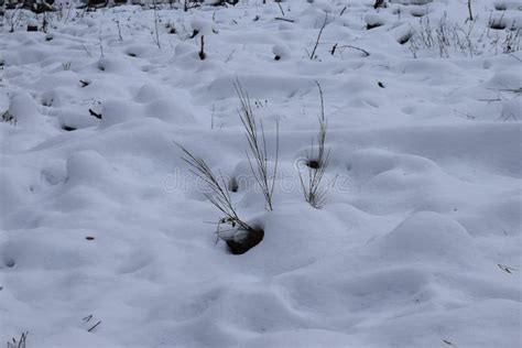 A Neve Cobria O Epifel Com Um Pouco De Grama Alta Foto De Stock Imagem De Inverno Alto 240864896