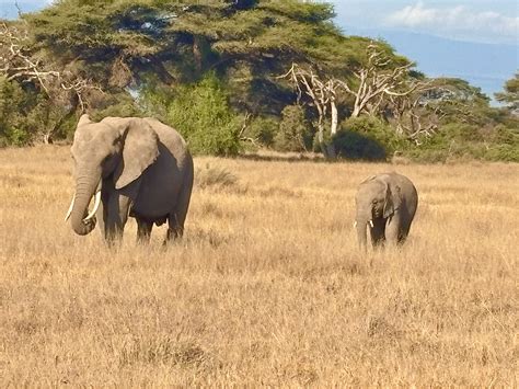 Roundtrip Safaris Premium African Safari Experiences
