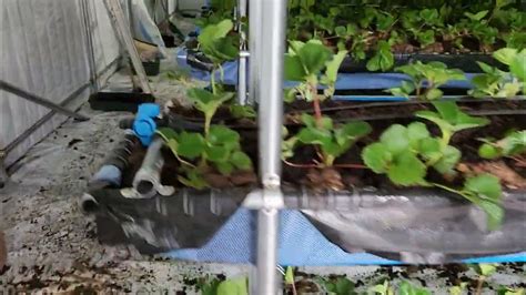 딸기 수직재배 정식 딸기 공장재배 딸기금실정식 Youtube