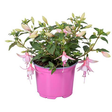 Fuchsia Bella 'Sophia' (potted earrings)