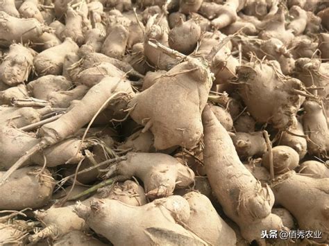 白术种植成本下降，农村人又展开一轮种植热，3点关键技术要掌握
