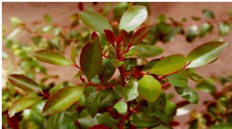 Khat The Catha Edulis Shrub Khat Catha Edulis Forsk Is A