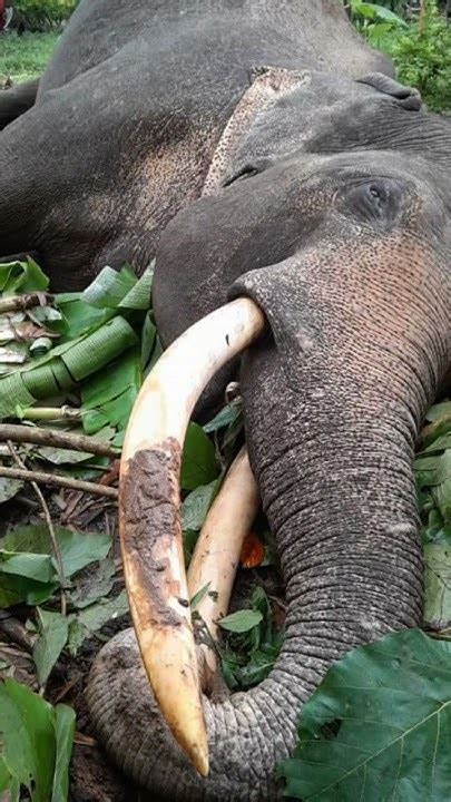 ආදරණීය 1වන දීඝදන්තු ඇත්‍ රජුනි ඔබට සුභ ගමන් 😭😭🐘 Youtube