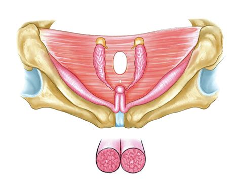 Female Genital System Photograph By Asklepios Medical Atlas Pixels