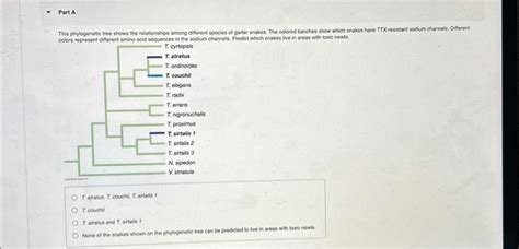 Solved This Phylogenetic Tree Shows The Relasionships Among Chegg Com