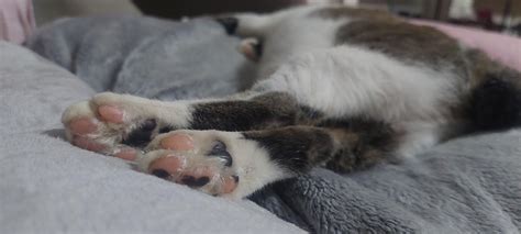 Toe Beans Kayo Diyan~ R Catsofrph
