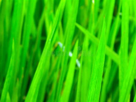 A Close Up Shot Of A Paddy Leaf In A Farming Land Stock Image Image