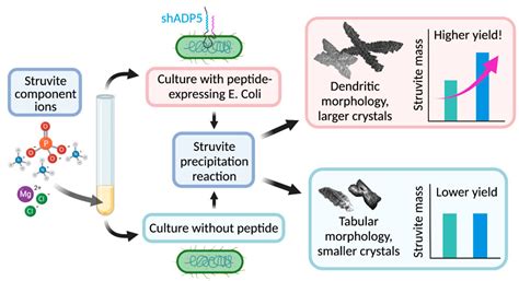 Scalable Production Of Peptides For Enhanced Struvite Formation Via Expression On The Surface Of