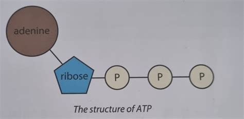 21 Adenosine Triphosphate Atp Flashcards Quizlet