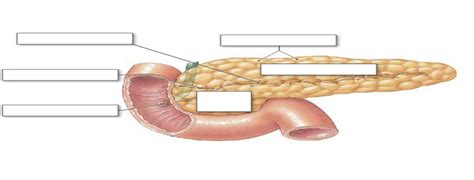 Digestive System Diagram Quizlet
