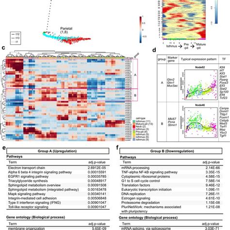 Characterization Of The Pit Cell Differentiation Process A