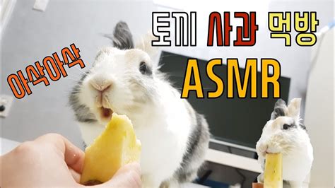 토끼 먹방 Asmr 사과 심지 버리지 마세요 🍎 밍구한테 양보 하세요🐰 Rabbit Asmr Youtube