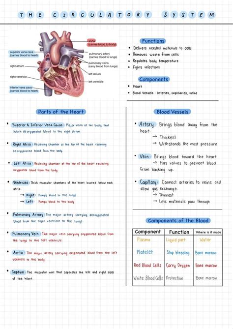 Circulatory System Artofit