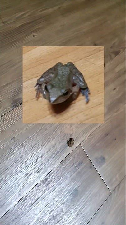 집 안방에들어온 개구리 점프 능력은 과연 Youtube