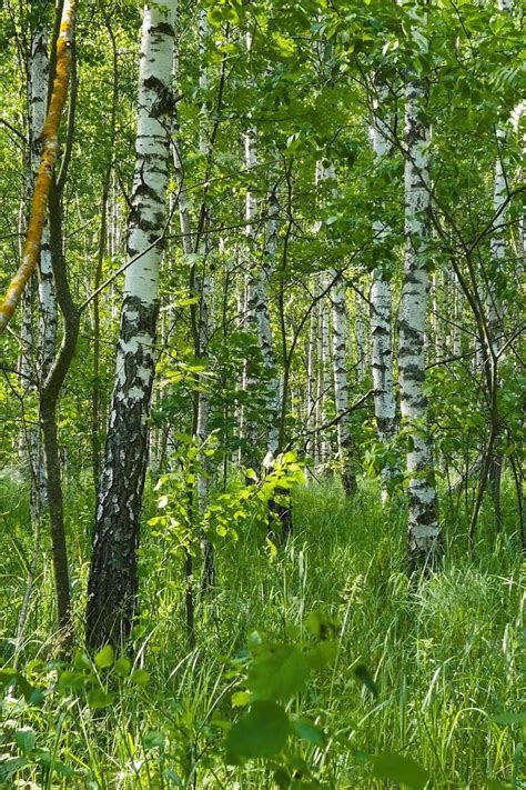 120 nápadů na nástěnce Les příroda krajina krásná příroda
