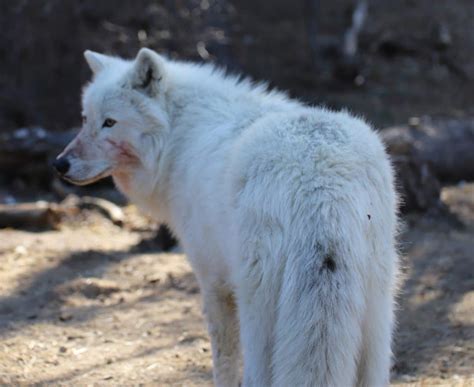 Grayson Carcass Time International Wolf Center