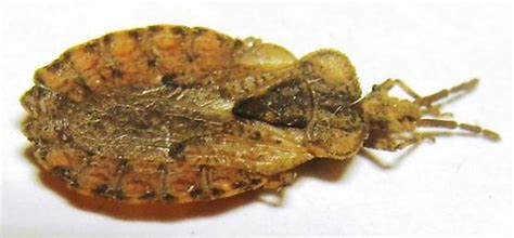 Flat Bug Aradus Linsleyi Bugguide Net