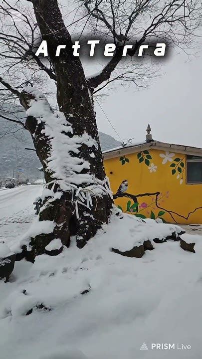 유탕리당산제테라코타창작소아트테라숏츠shorts지산이진돗개강아지산책길정월대보름 Youtube