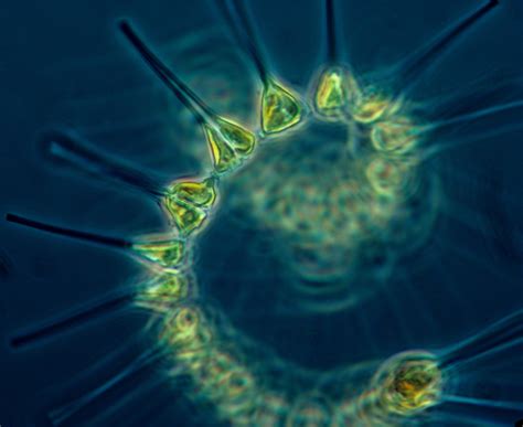Monday Archives Reef Tips Lets Talk About Phytoplankton