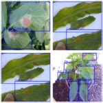Plant Disease Detection Using The PlantDoc Dataset And PyTorch