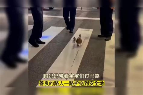 好温馨的一幕！鸭妈妈带宝宝过马路，好心人一路相护！宝宝马路妈妈