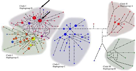 Figure S3 Median Joining Haplotype Network Haplotype Colours Indicate