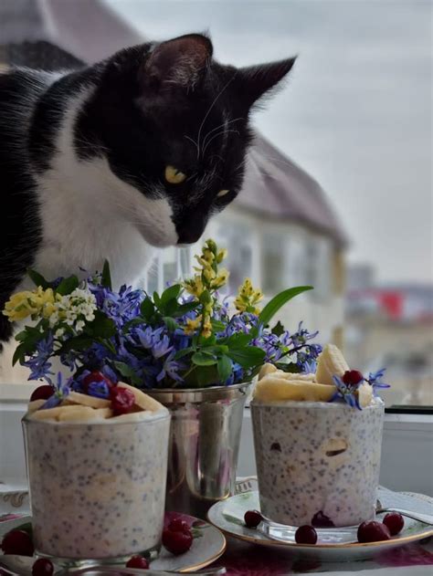 Пин от пользователя Lily Dagorn на доске Animaux Милые котики Котята Малыши