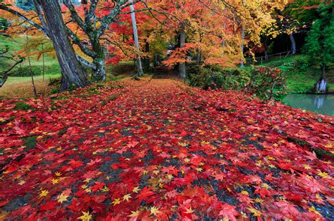 京都の紅葉2016 敷き紅葉の美龍穏寺 花景色K W C PhotoBlog