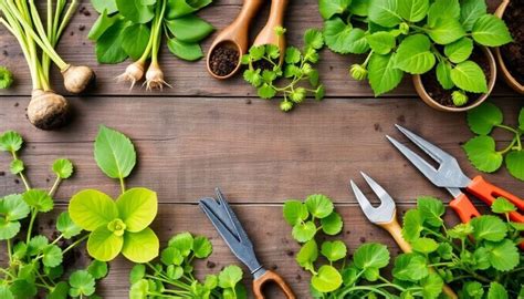 Techniques De Multiplication Des Plantes Astuces Simples Pour Un