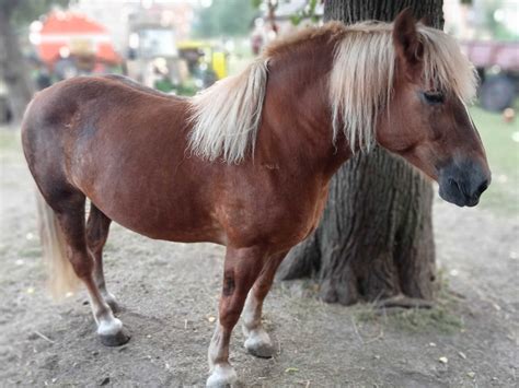 Sprzedam Klacz Jak Na Zdj Rozprza OLX Pl
