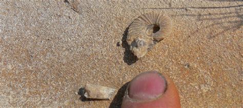 Ammonite Member Collections The Fossil Forum