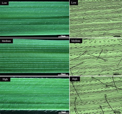 Representative Photographs Left Side And Scanning Microscope Download Scientific Diagram