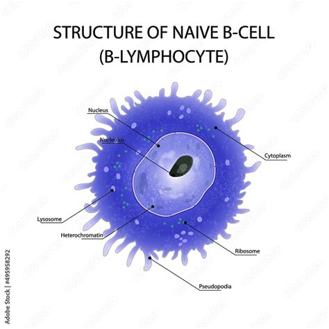 Structure Of B Lymphocyte Naive B Cell Anatomy Of B Cell Cell Of The Immune System Stock
