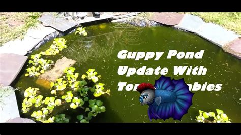 Guppy Breeding Project Update Season End Youtube