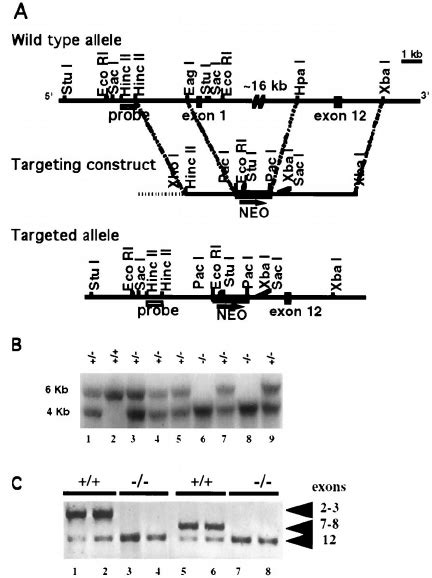 Disruption Of The Mouse Tub Locus A Schematic Representation And