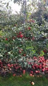 Used Yield Estimation Datasets Download Scientific Diagram