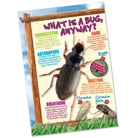 Bug Playground Insect Inspector Lab Dadshop