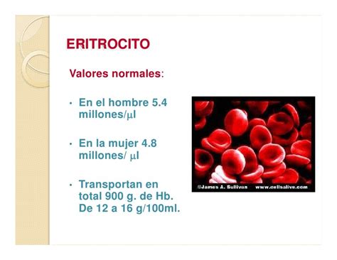 Fisiología Ii Unidad 3 Sangre Eritrocitos Anemia Y Policitemia