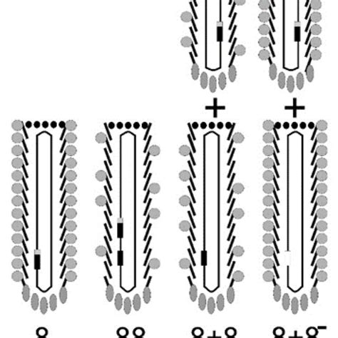 Cloning Sites In P8 Type Filamentous Phage Vectors Stop Codons Are